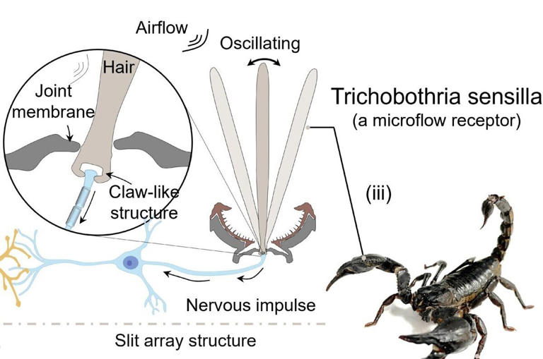 Scorpion-inspired pressure sensors let robots feel their surroundings