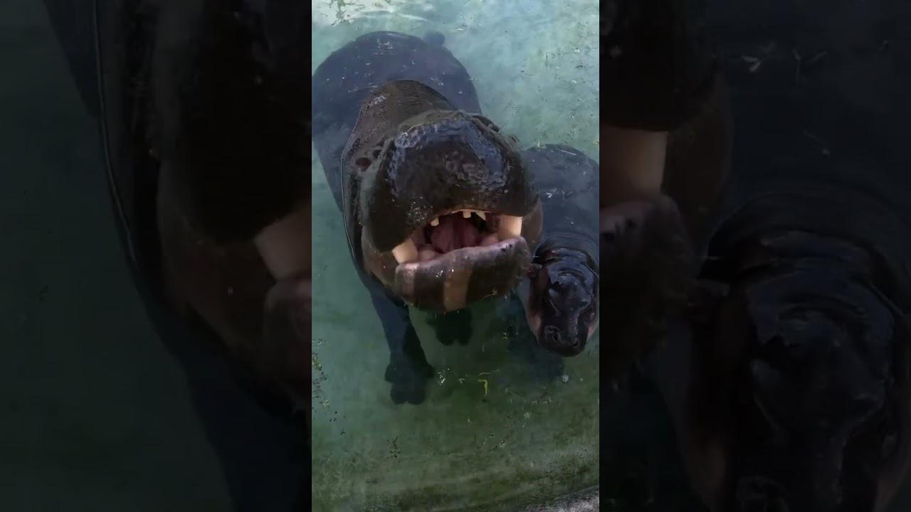Observe rare pygmy hippos splashing in a small pool