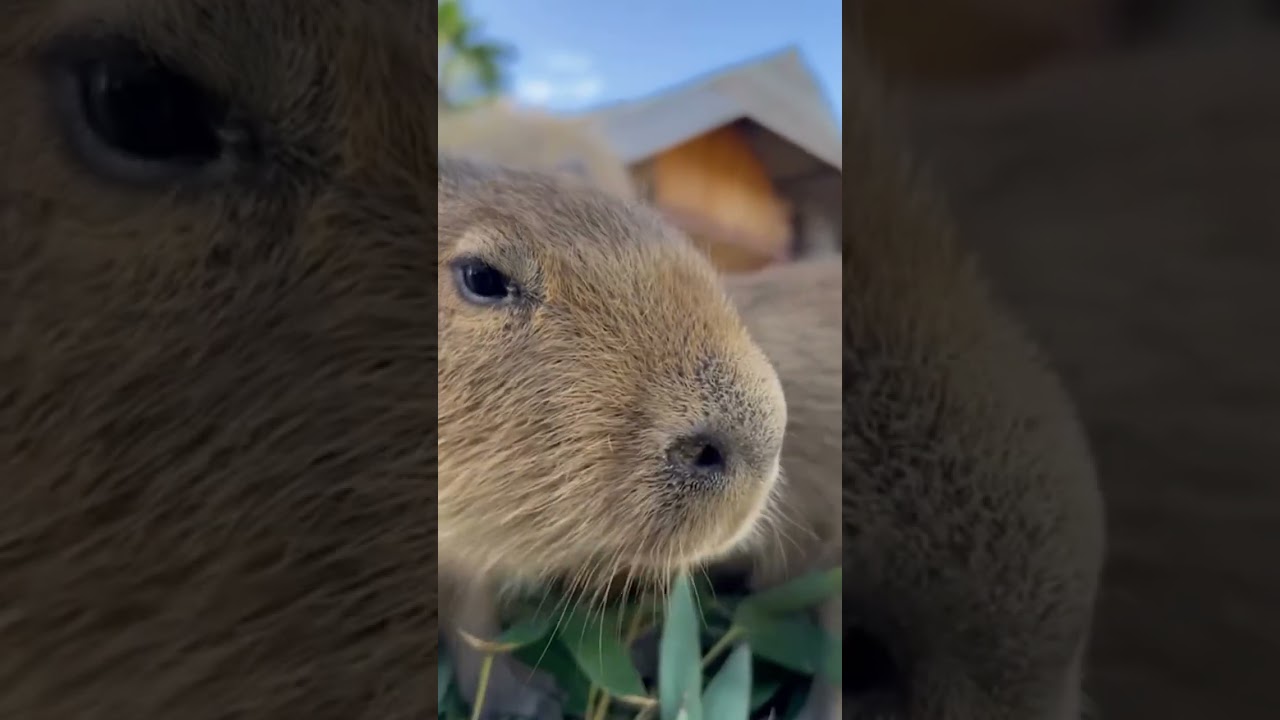 Enjoy Gentle Capybara ASMR During Meal Time