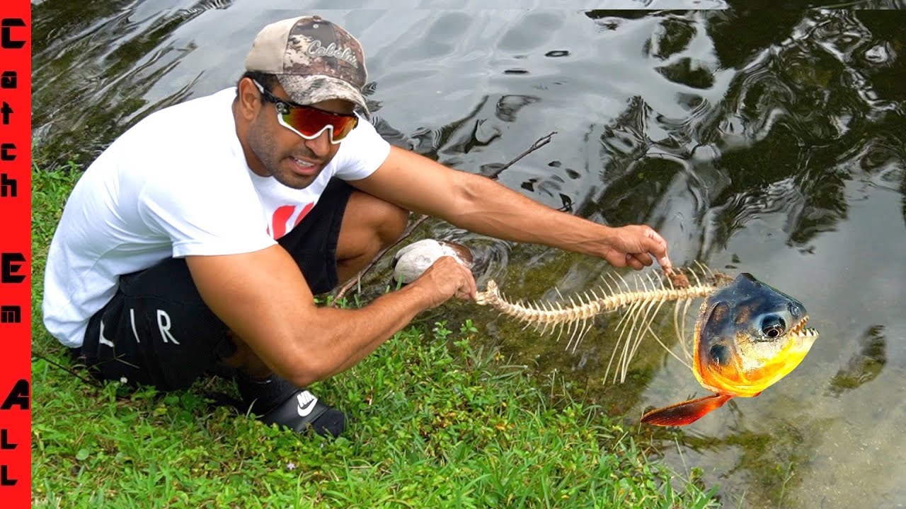 Zombie Fish Still Alive - Unbelievable Pacu Piranha Survival