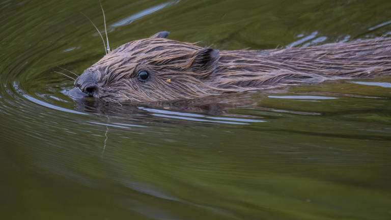 Six beaver families to be released in Highlands