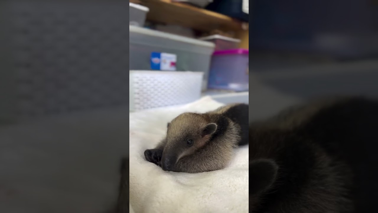 Baby tamandua explores its surroundings with care