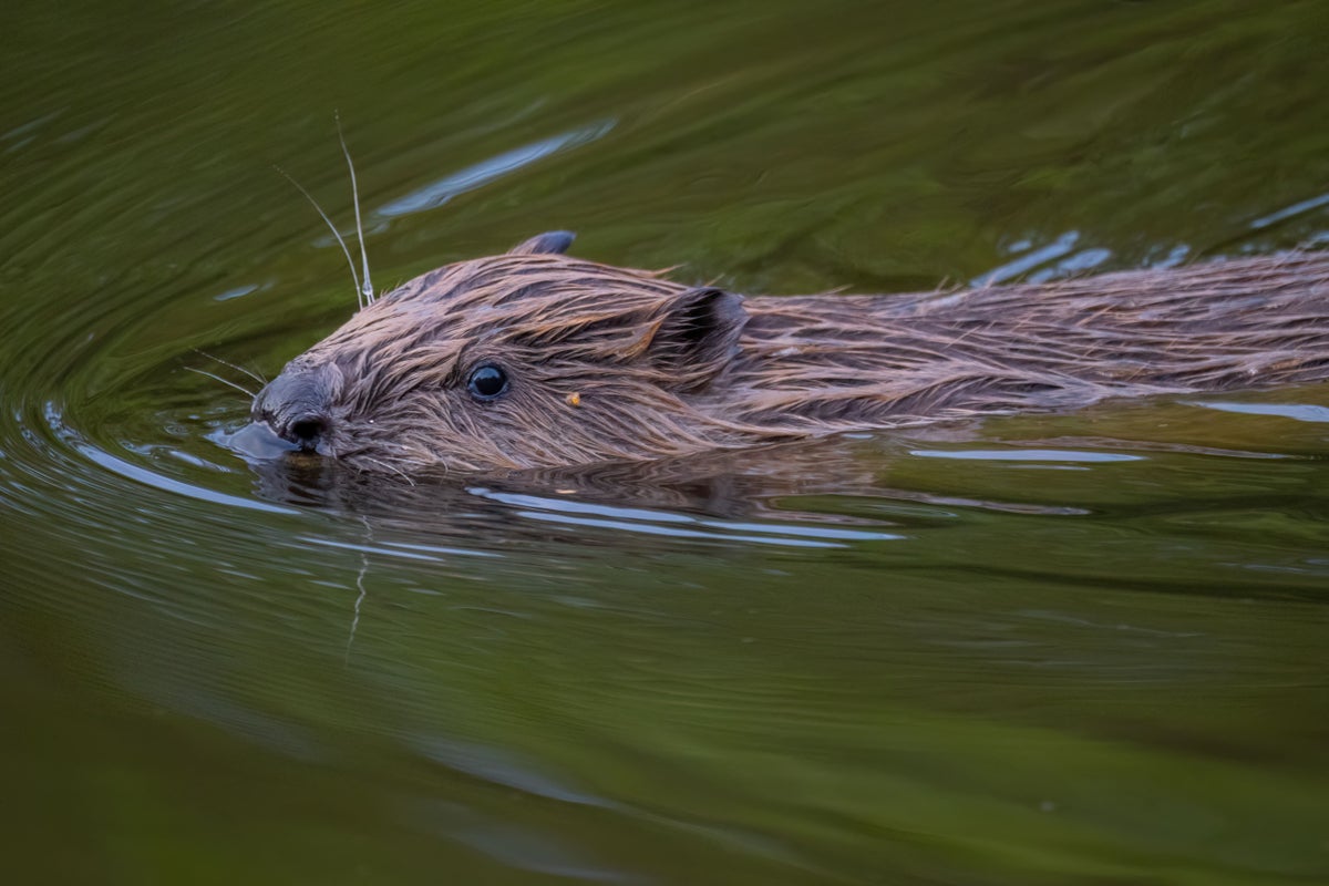 Six beaver families to be released in Highlands
