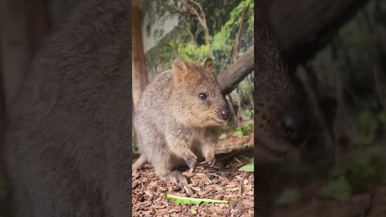 Queenie the quokka charms with undeniable cuteness