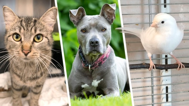 „Wer will mich?“: Diese Tiere haben kein Zuhause