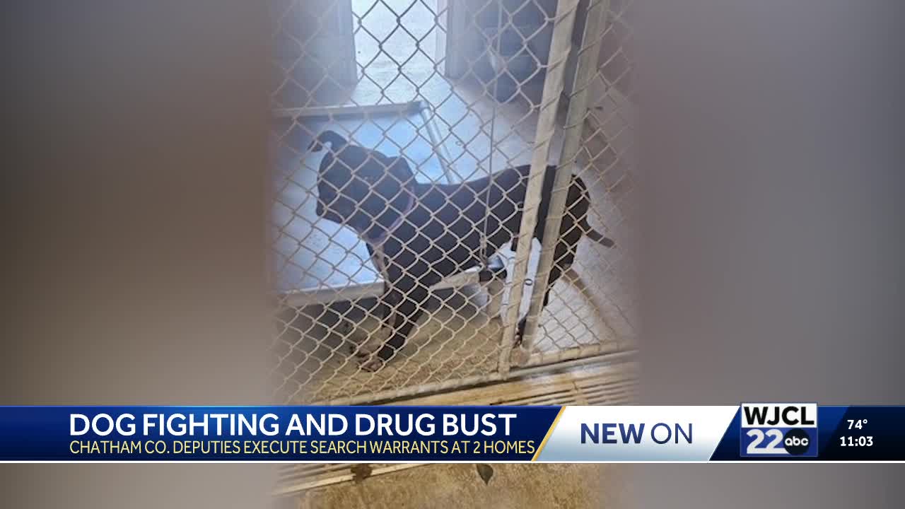 Dog fighting busted in Chatham Co