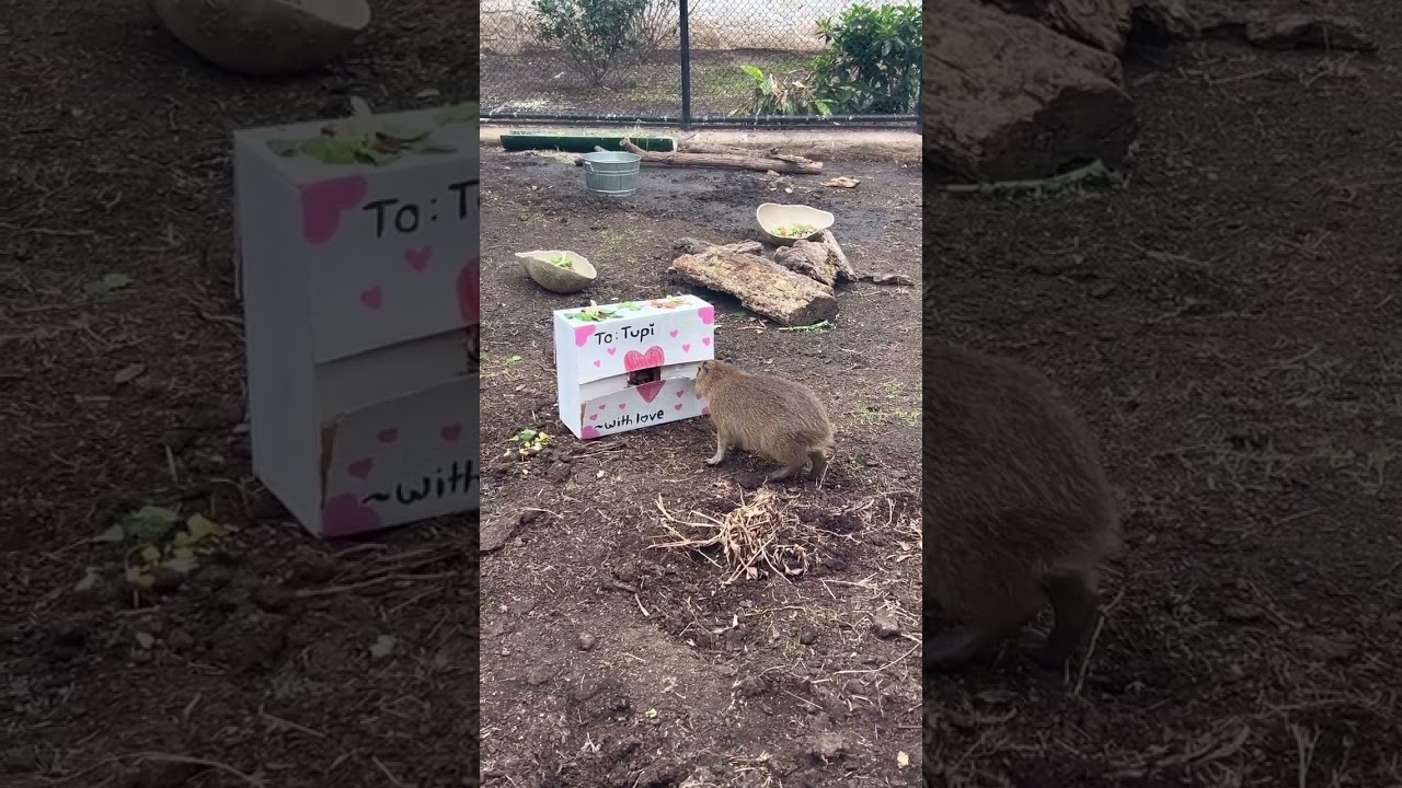 Capybara Nervous About a Sweet Romantic Gesture