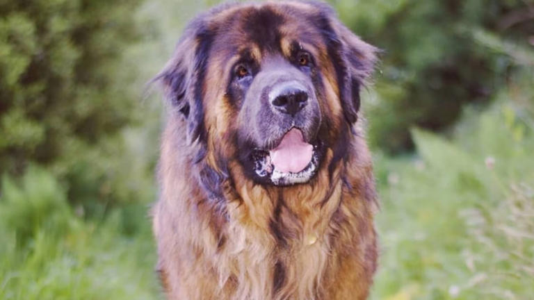 World’s six largest dogs revealed: meet the gentle giants towering over ...