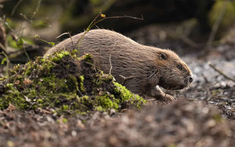 Six beaver families to be released in Highlands