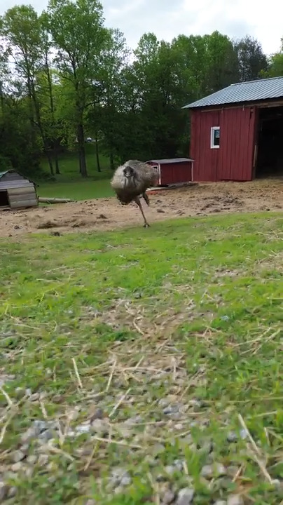 Emu Chases Drone Around Pasture