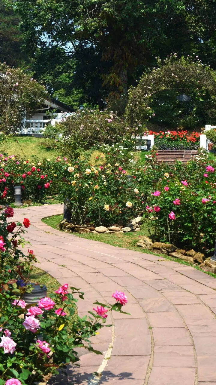 Timeless rose garden bed ideas for a classic look
