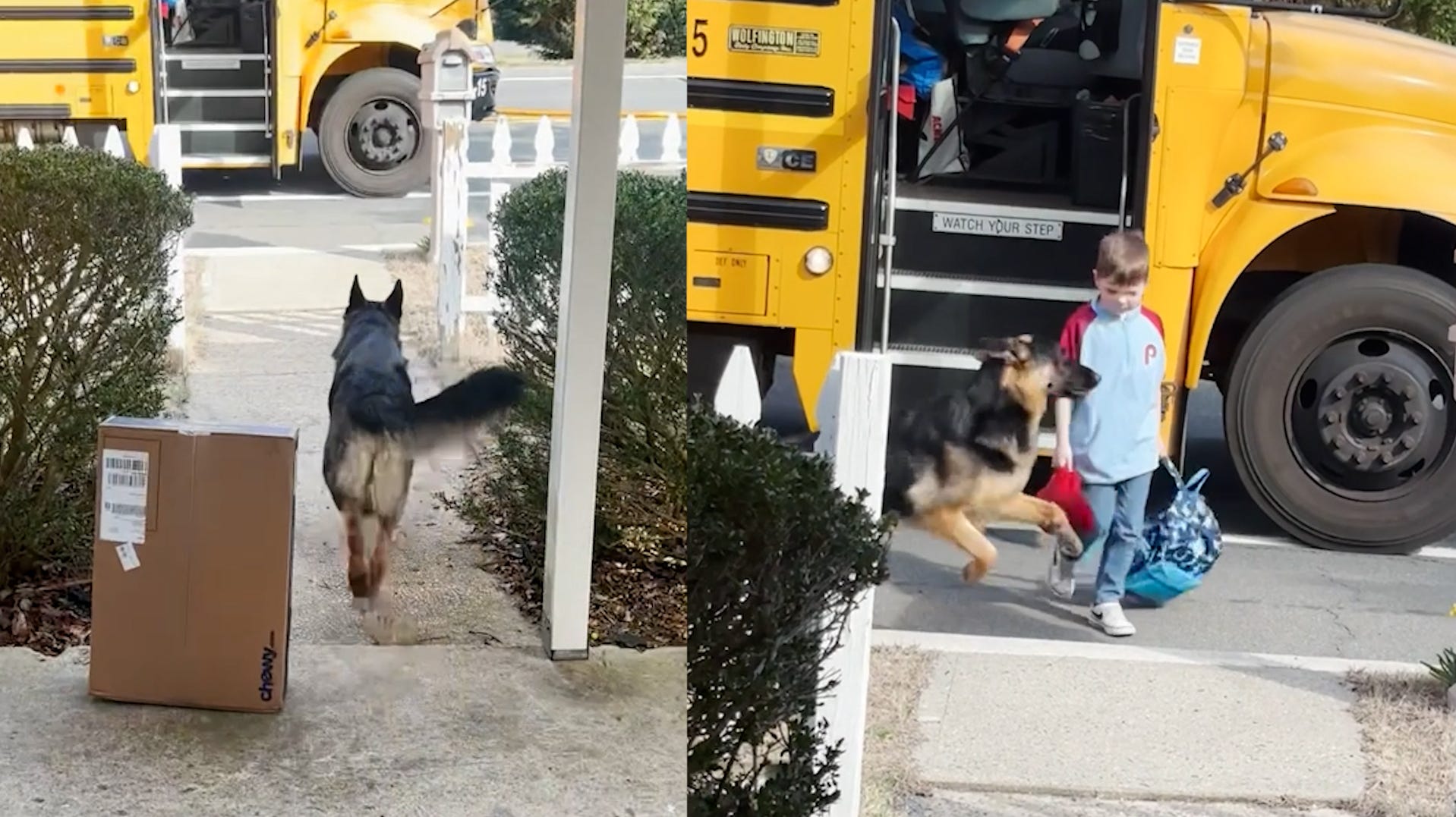 Watch German shepherd's daily routine escorting his human siblings home