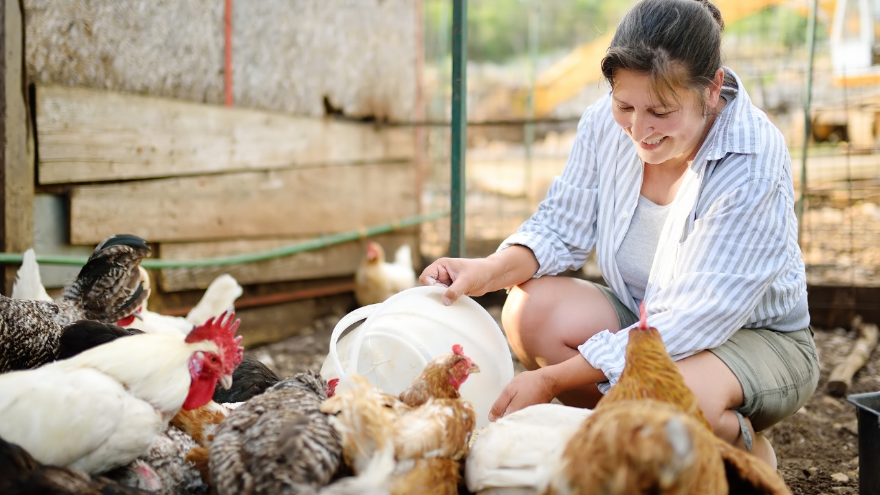 What You Should Keep Right Outside the Chicken Run