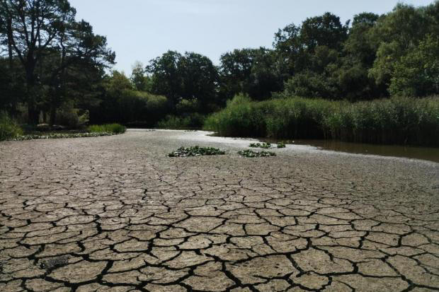 Wildlife at risk as drought hits ponds and lakes across Southampton