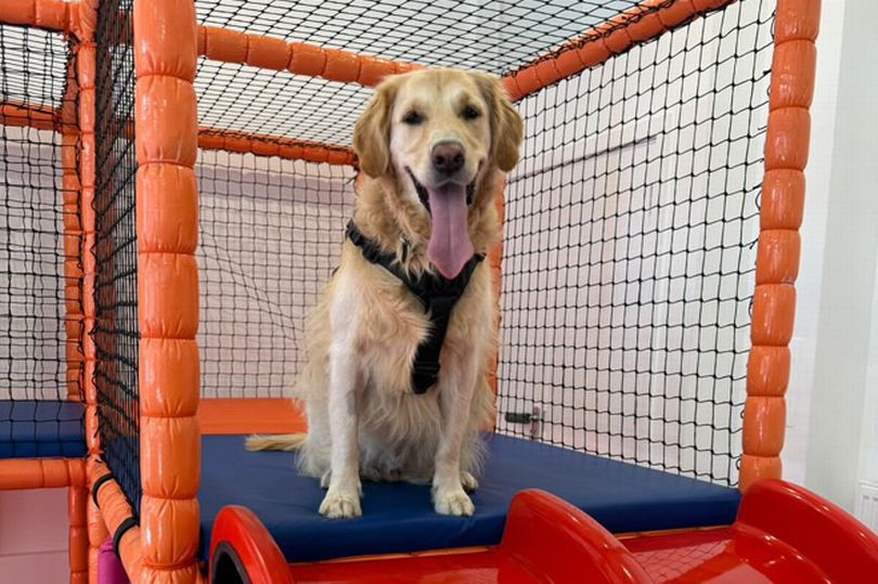 Surrey's first dog 'soft play' opens with boutique treats and garments
