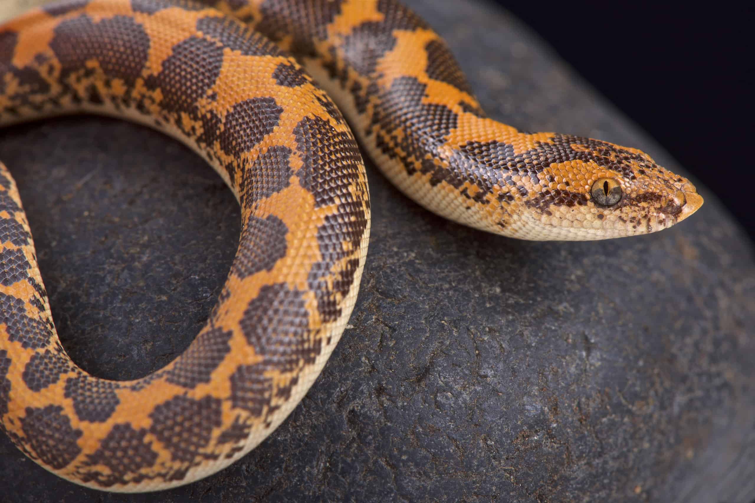 20 Animals That Live Under Rocks