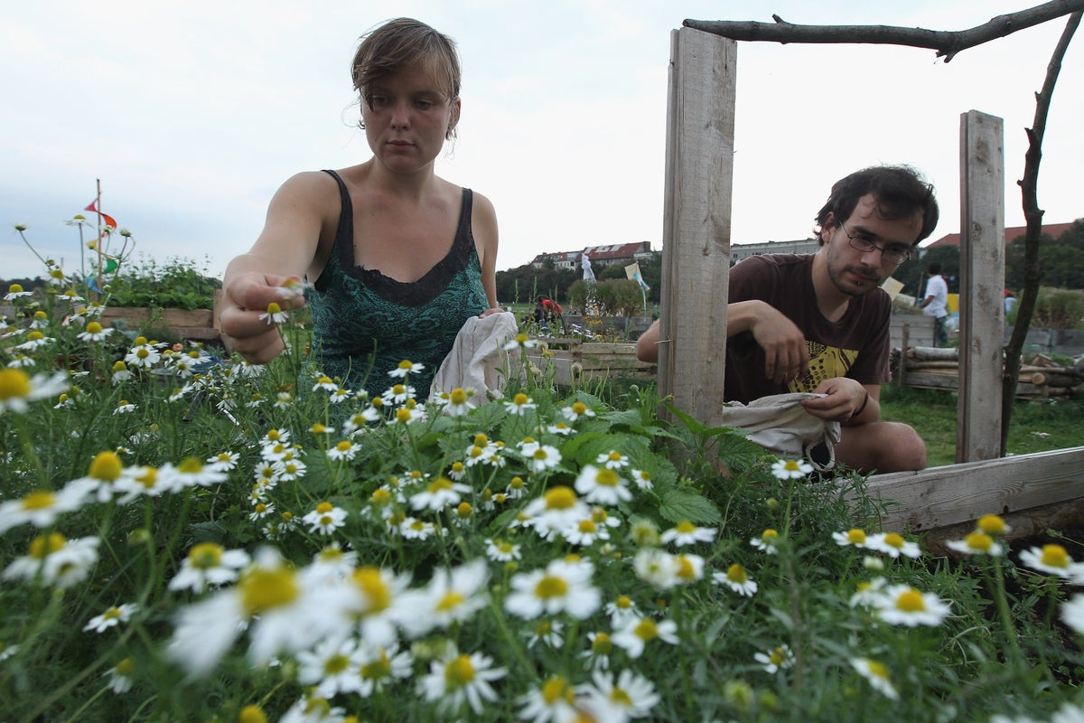 The herb that can lower your blood pressure and help you sleep