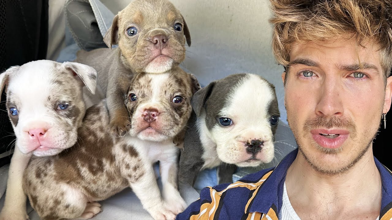 I rescue four blind, abandoned French bulldog puppies in need