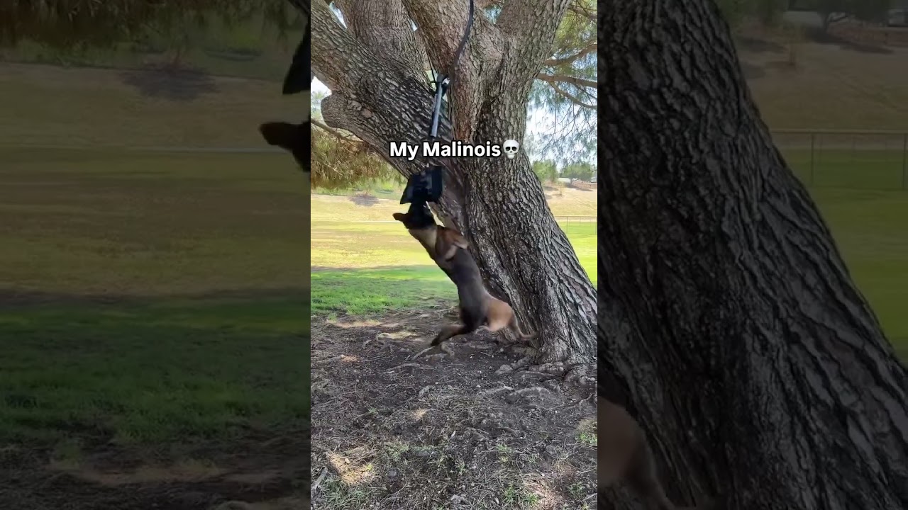 My dogs try the spring pole and react completely differently