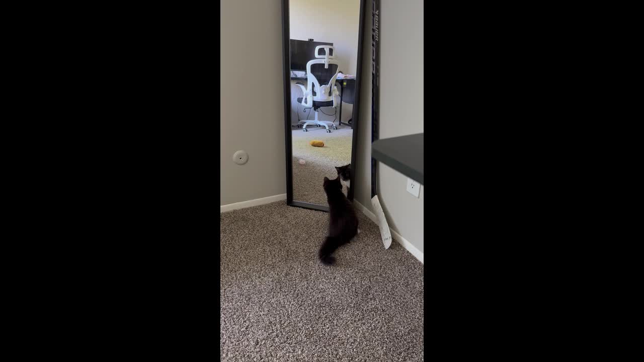 Kitten startled by own reflection in mirror in USA