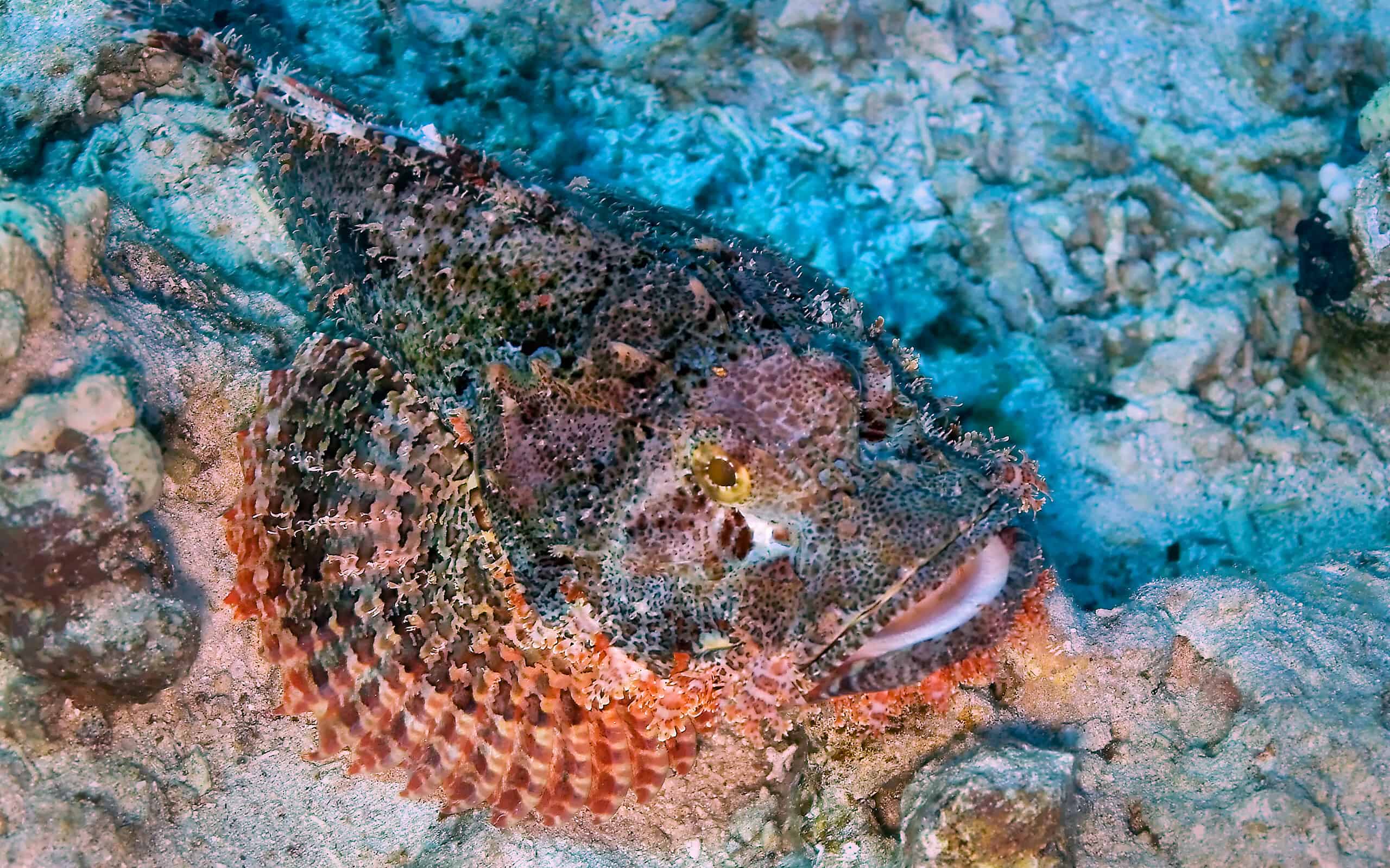 20 Animals That Live Under Rocks