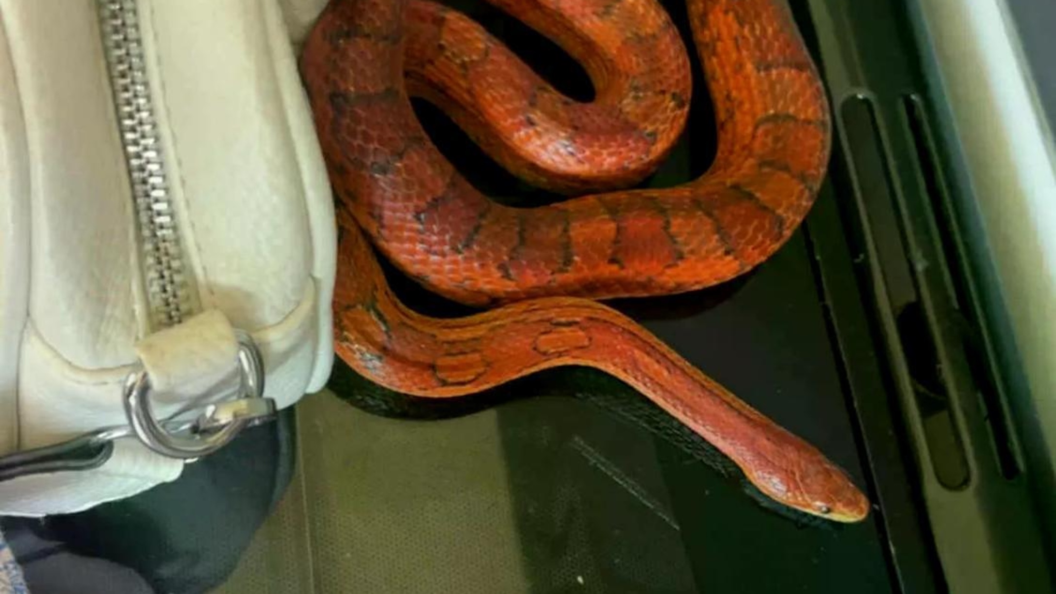 Large Snake Crashes 3-Year-Old’s Birthday Party After Falling Out of ...