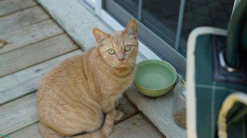 9 Reasons Your Cat May Stare At You