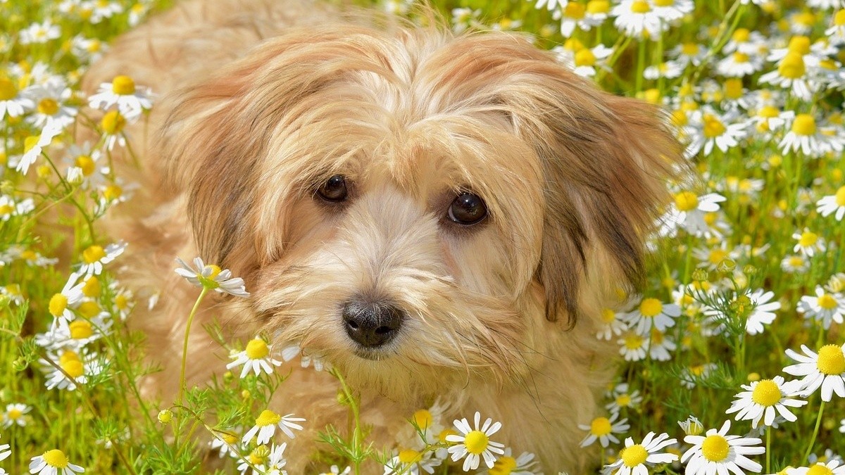 12 dog breeds that are a good match for lonely people