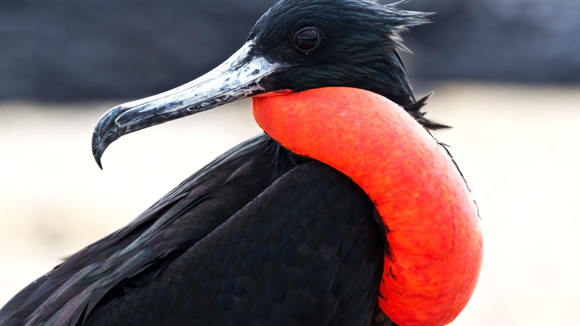 11 Bird Species With Bizarre Behaviours