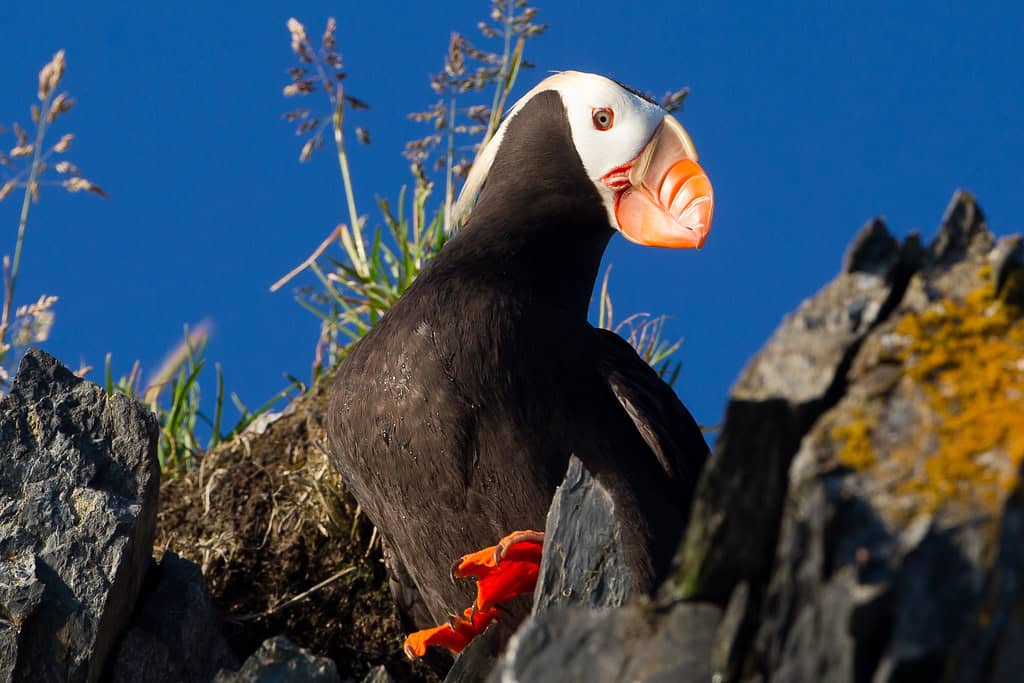 Puffling Season in the PNW: Best Beaches for Puffin Watching