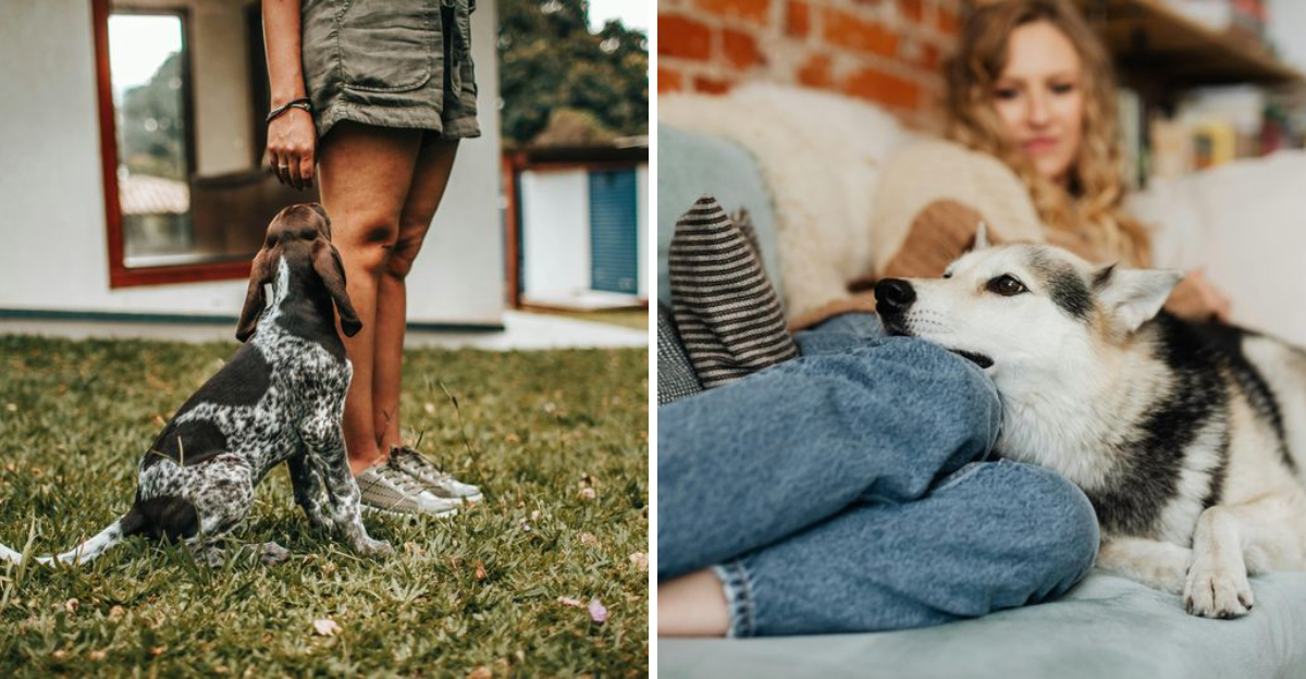 11 Things Your Dog Would Want You To Remember After Their Life Ends