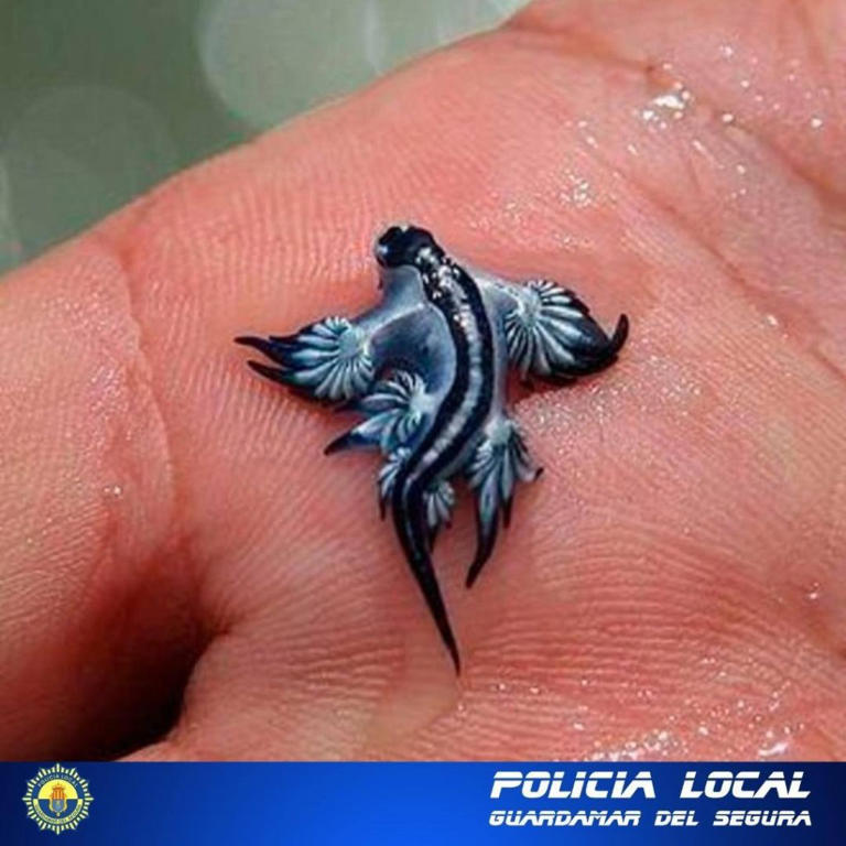 Creepy, venomous creatures wash ashore in top summer hotspot, sending ...