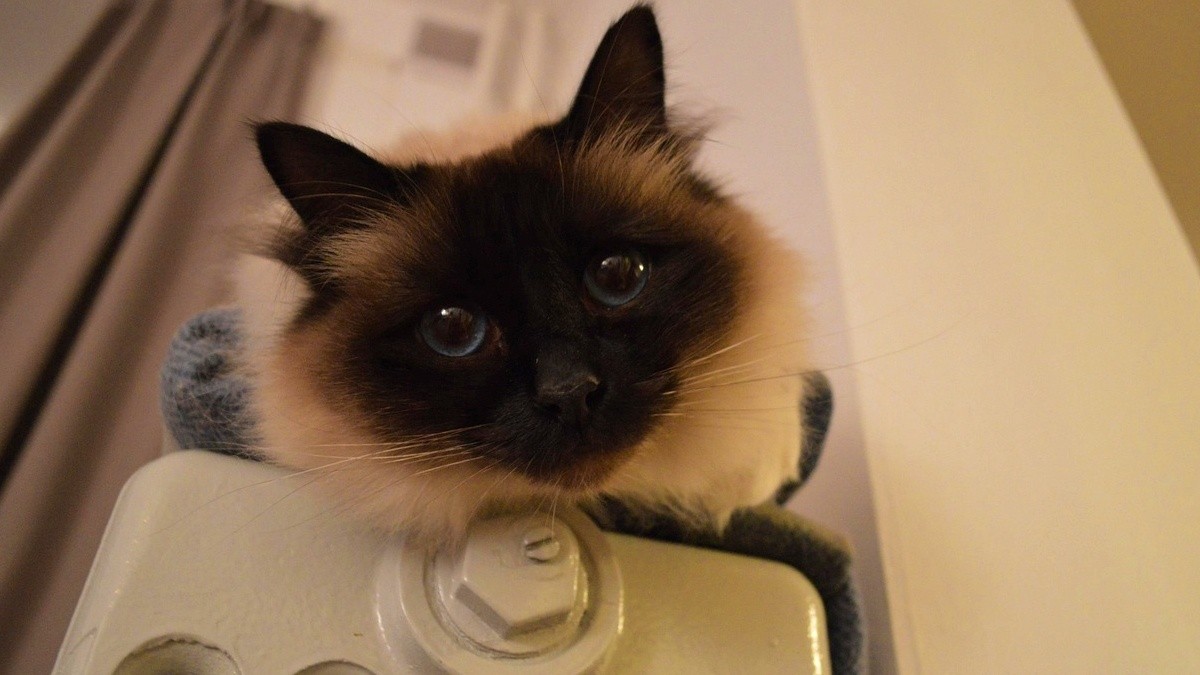 How to tell if your cat isn't happy: 20 signs you shouldn't ignore