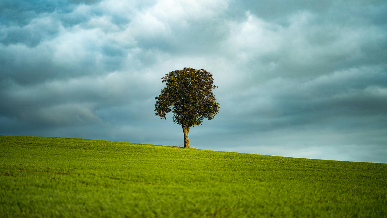 The Surprising Reason Farmers Leave a Lone Tree in Their Fields