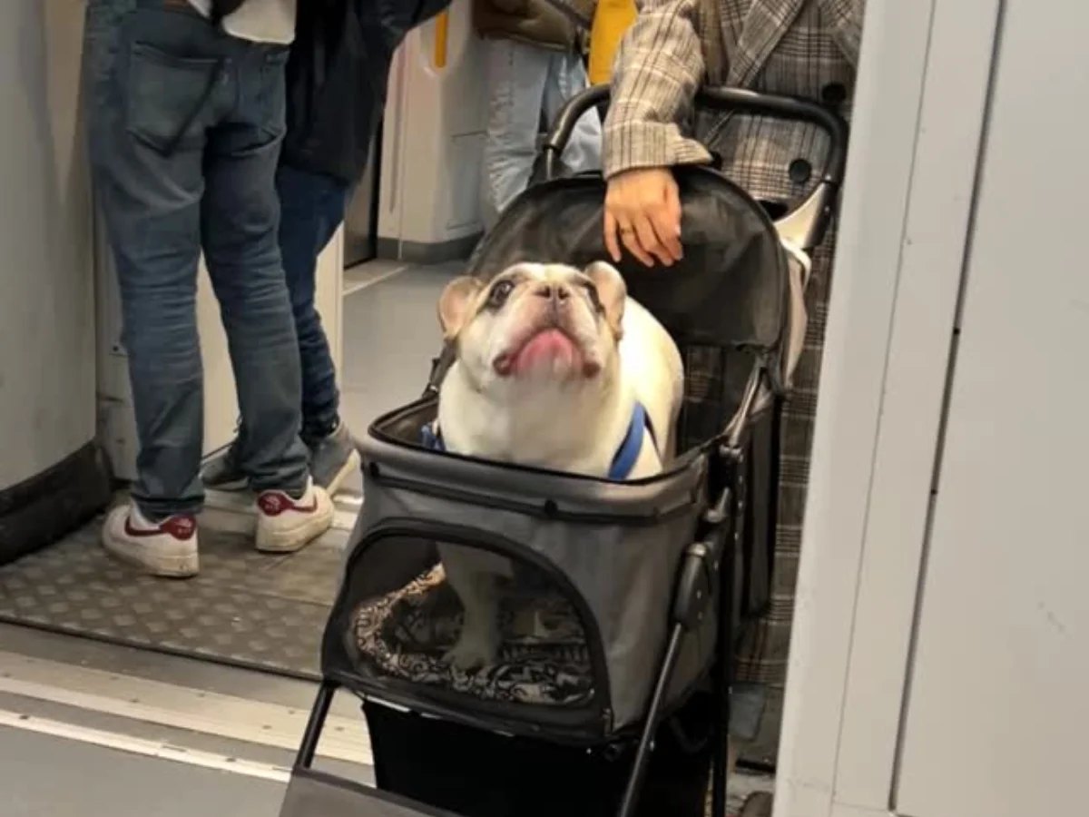 Cachorro tenta “conversar” com passageiros em ônibus e metrô e vídeos ...
