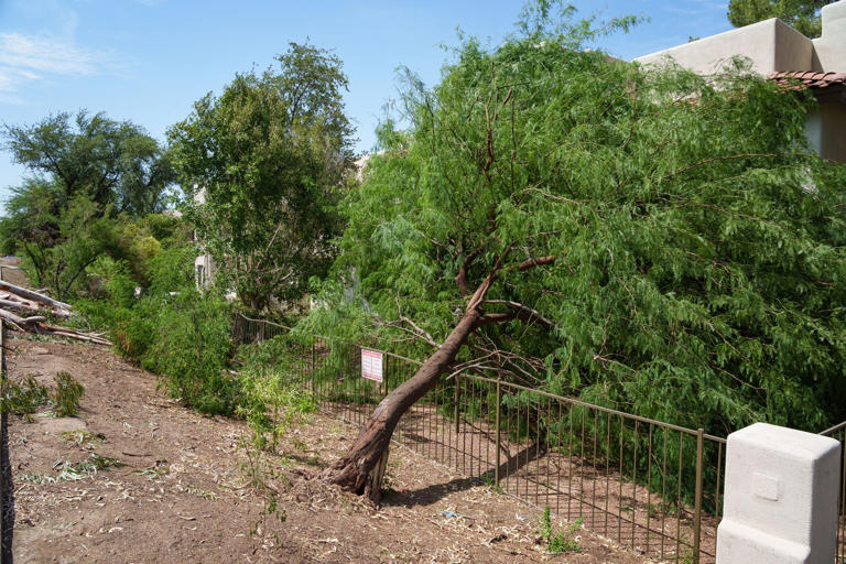 Monsoon storm drenches Phoenix area, brings minor flooding, downs trees