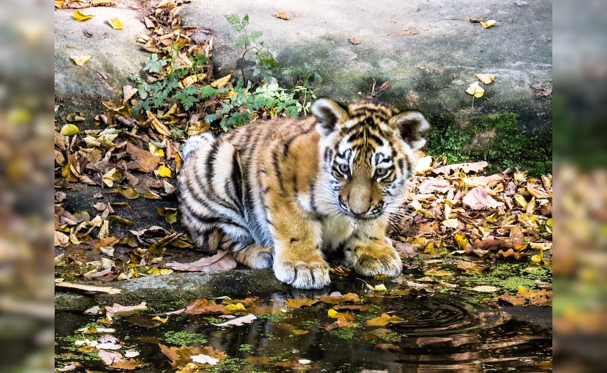 2 Tiger Cubs Die At Delhi Zoo, Two Others Under Care