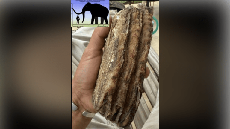 Columbian mammoth fossil unearthed in Mississippi