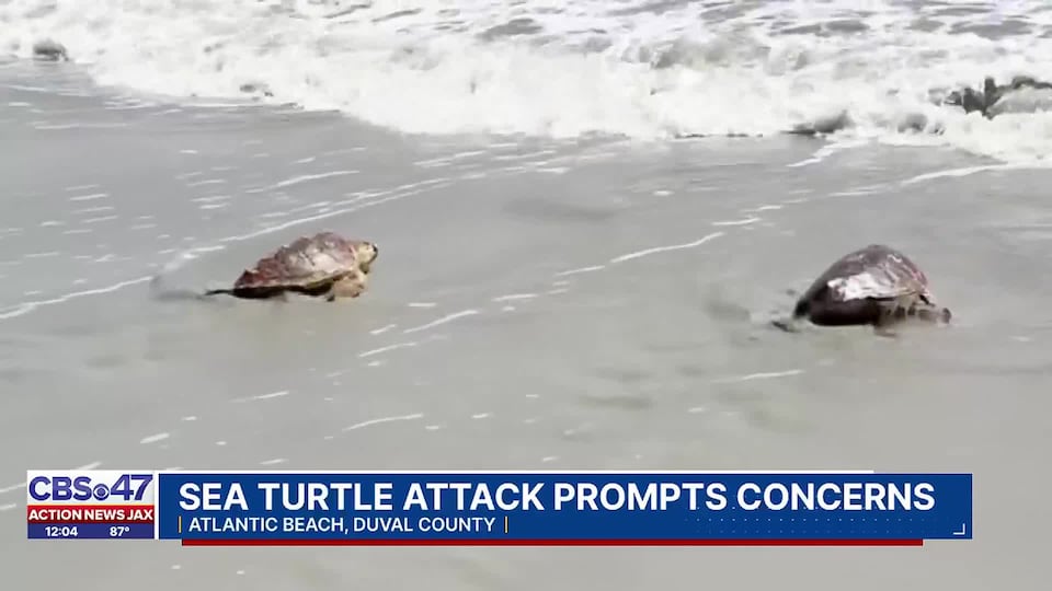 23 threatened sea turtle hatchlings attacked by unleashed dog
