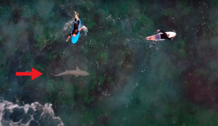 Drone Captures Footage of People’s Reactions When They Notice Sharks In the Ocean