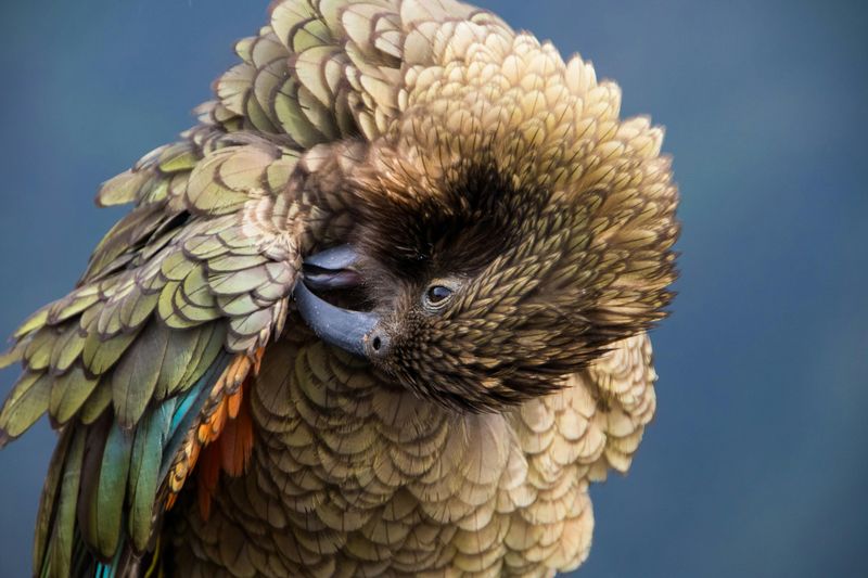 11 Bird Species With Bizarre Behaviours