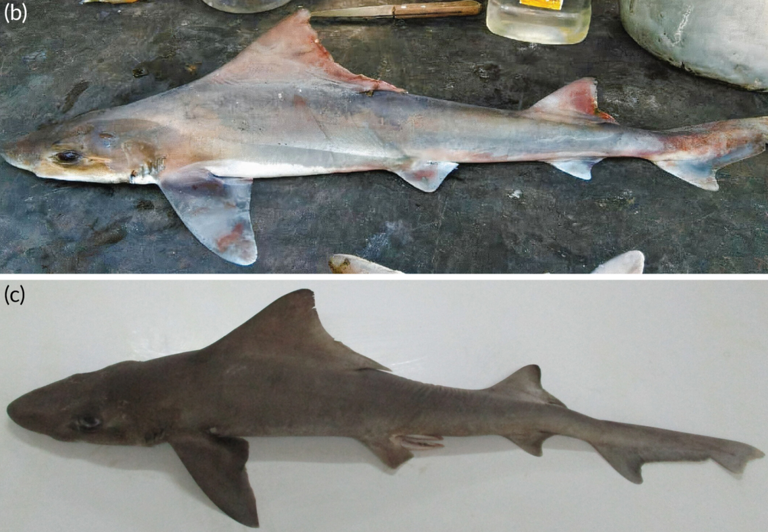 ‘Peculiar' wide-eyed shark not seen in 55 years rediscovered in Papua ...