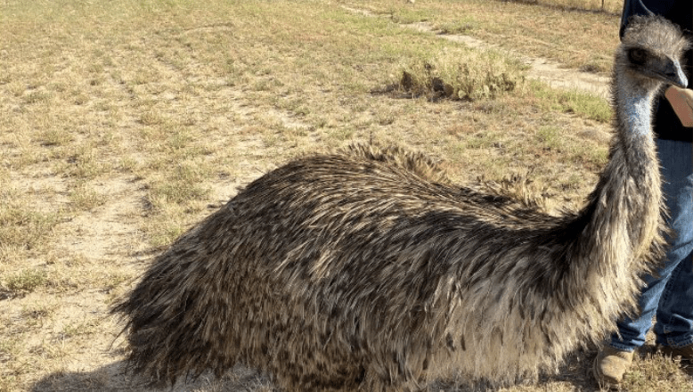 ‘Real live dinosaur’: Weld County resident speaks of finding, capturing emu