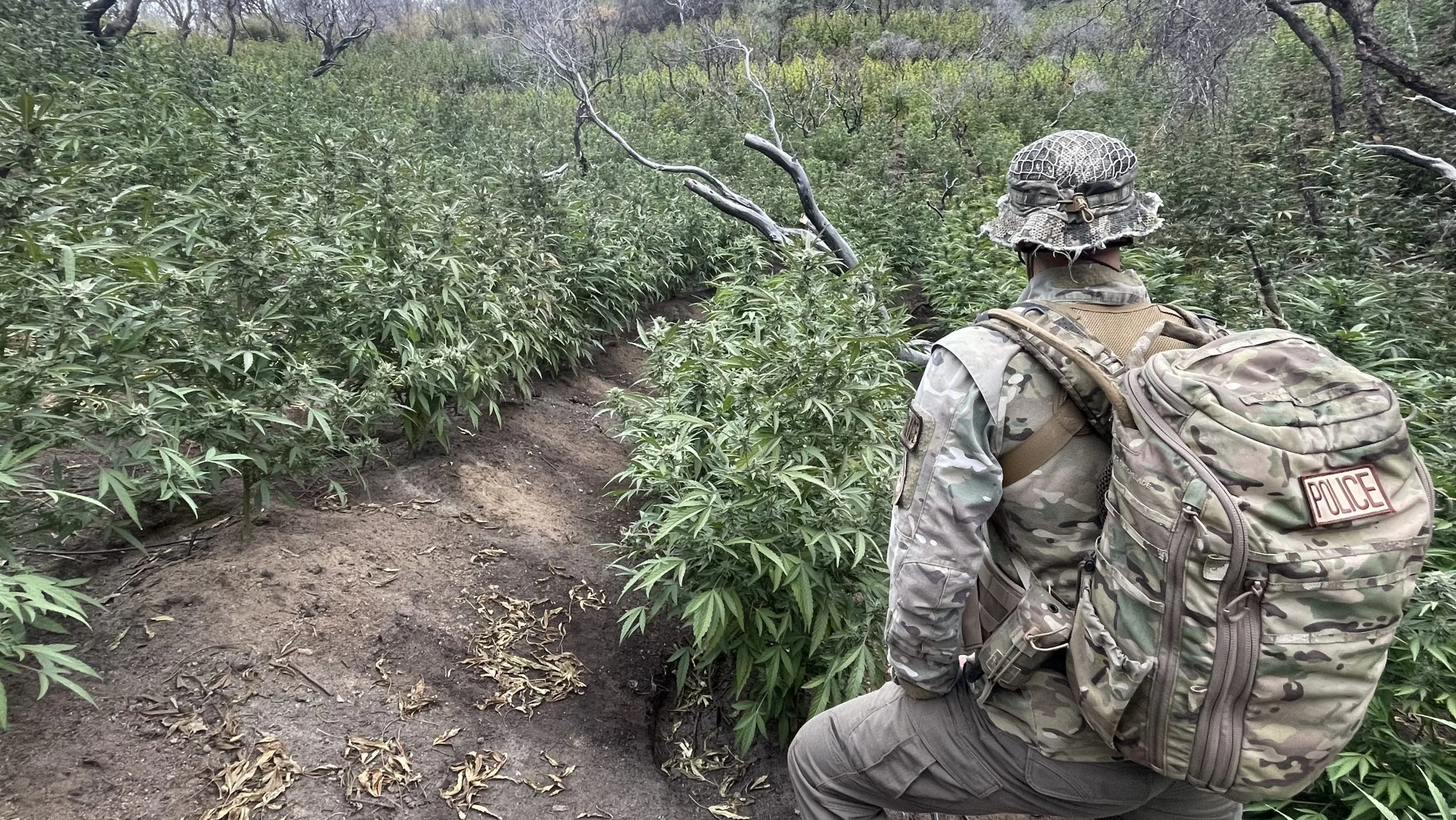 Over 2,000 illegal marijuana plants removed from California national park