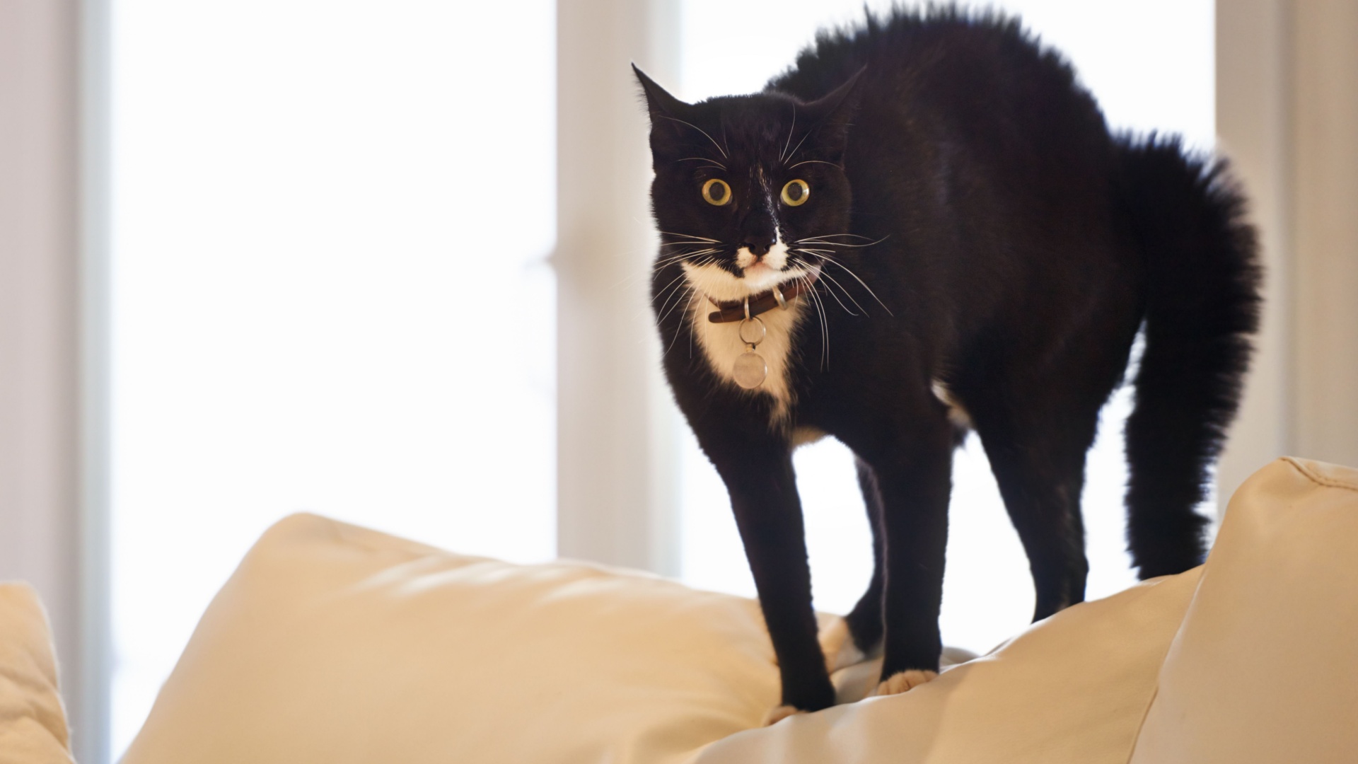 9 Reasons Your Cat May Stare At You