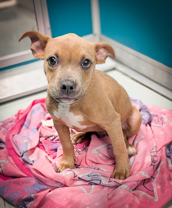 ‘Final Countdown’: OKC Animal Welfare urges adoptions in Clearing the ...