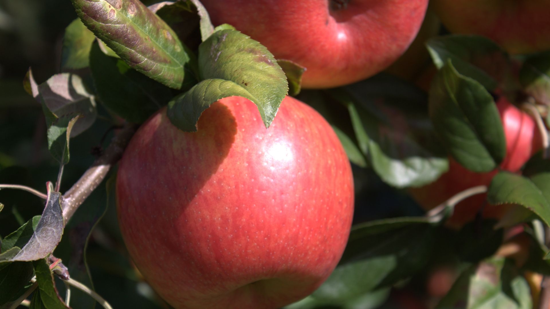 The 10 Sweetest Apple Varieties & 10 Recipes That Use Them