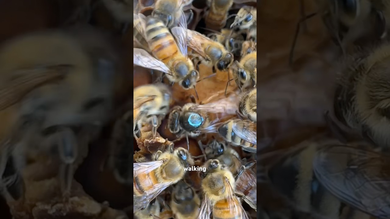 I thought my new queen was dead