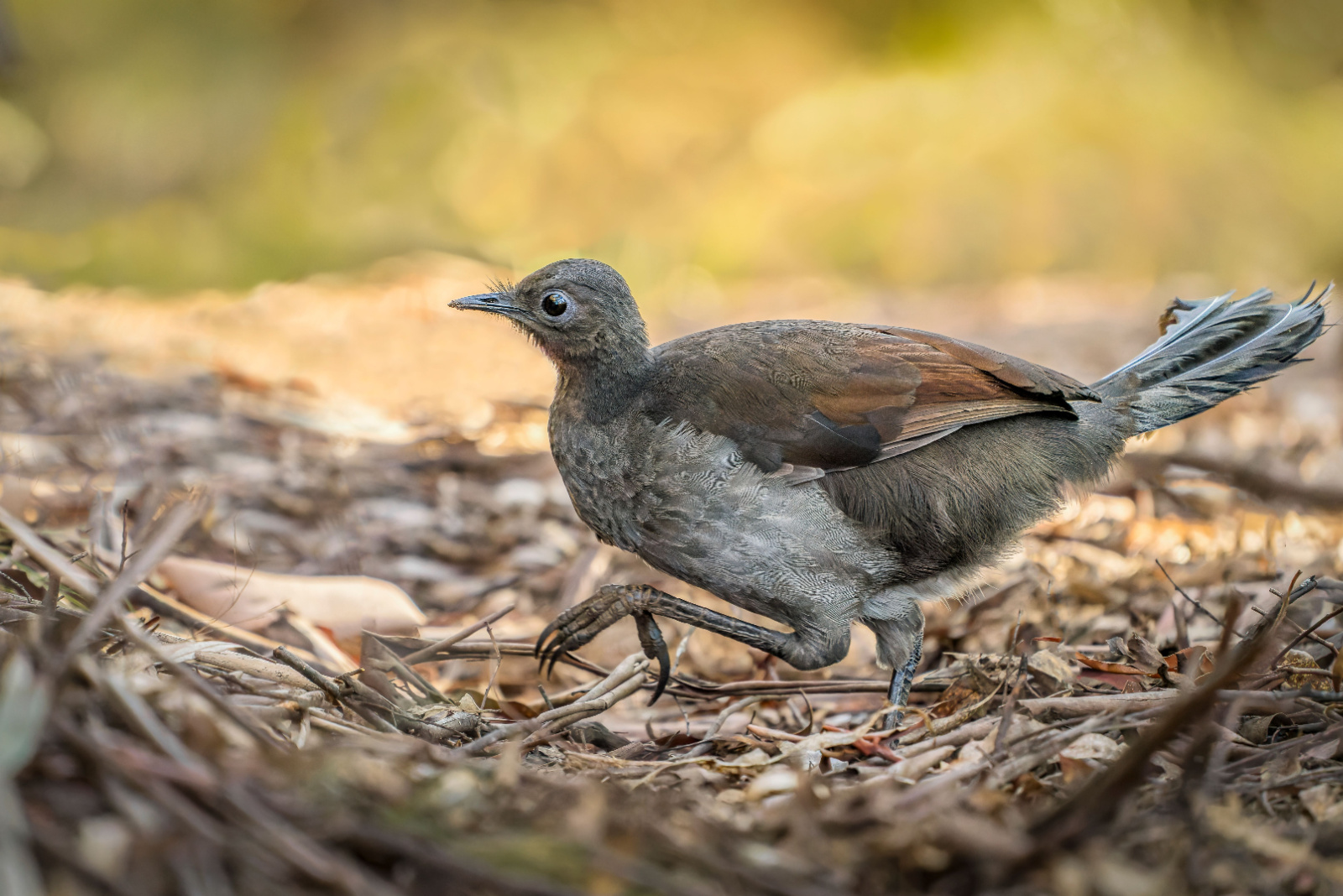 11 Bird Species With Bizarre Behaviours