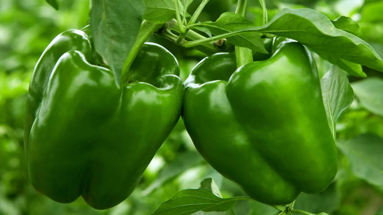 8 Gardening Tips For Growing Delicious Bell Peppers